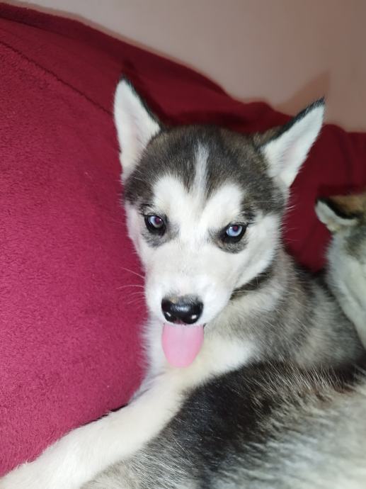 Sibirski haski štenci