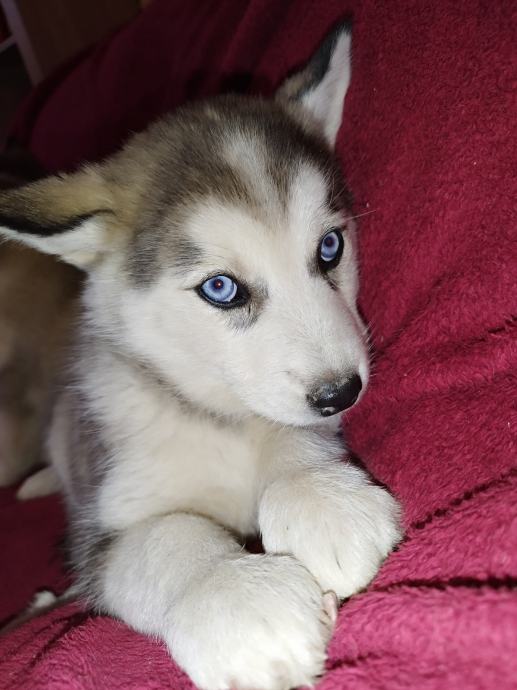 Sibirski haski štenci