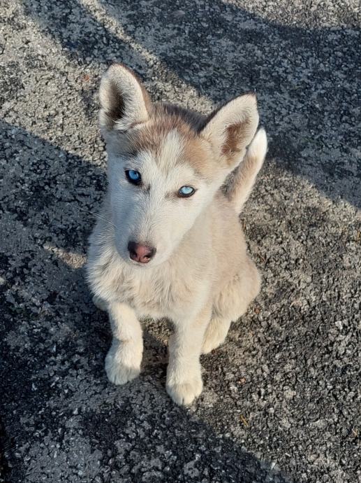 Sibirski haski štenci