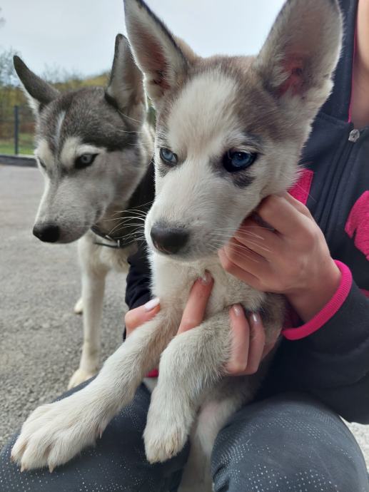 Sibirski haski štenci