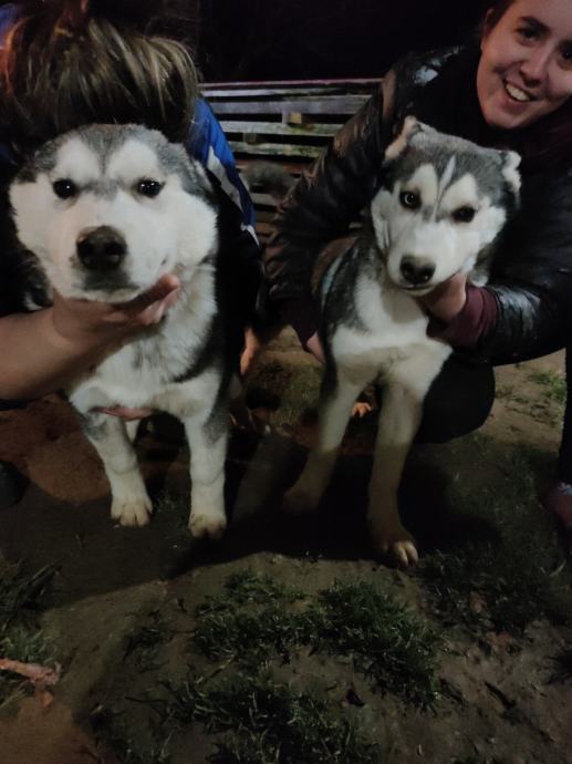 Sibirski haski štenci