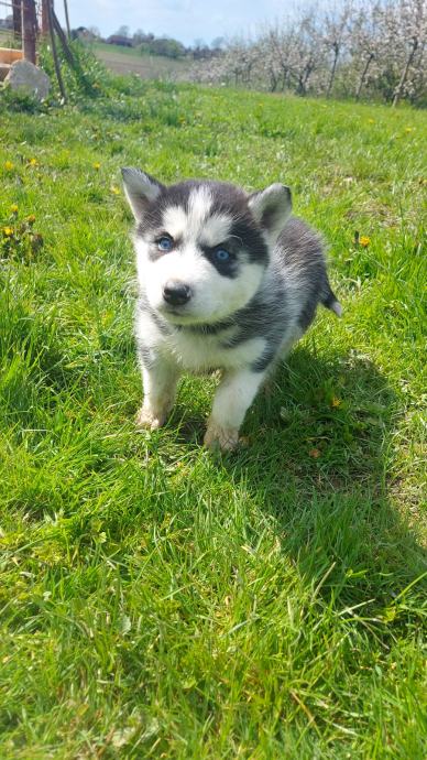 Sibirski Haski štenci