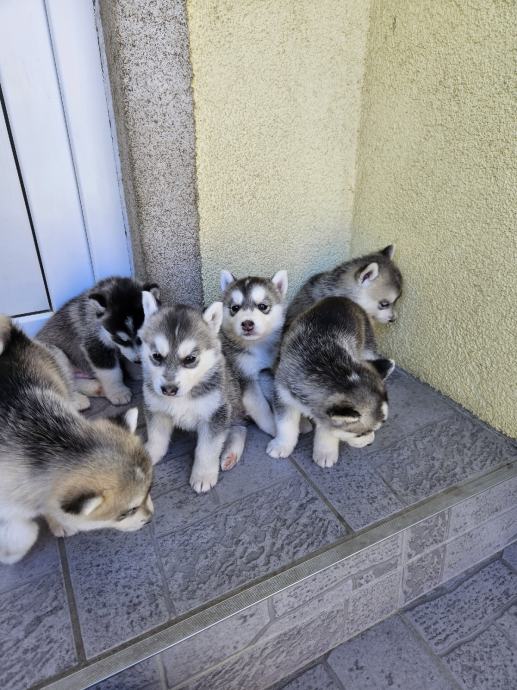 SIBIRSKI HASKI ŠTENCI