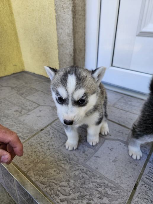 SIBIRSKI HASKI ŠTENCI