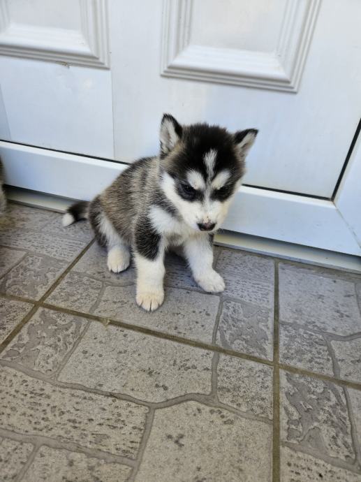 SIBIRSKI HASKI ŠTENCI