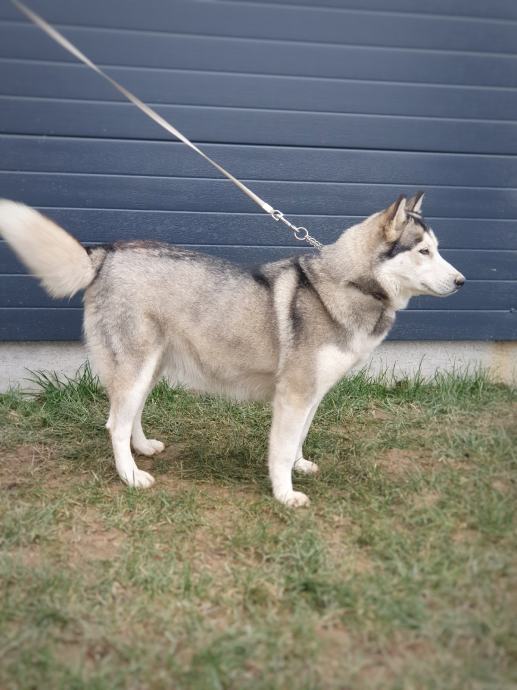 SIBIRSKI HASKI ŠTENCI