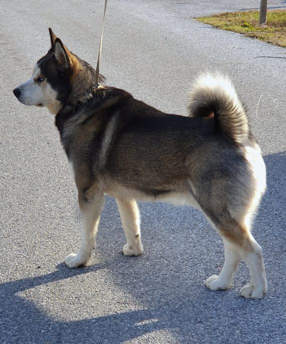 SIBIRSKI HASKI ŠTENCI