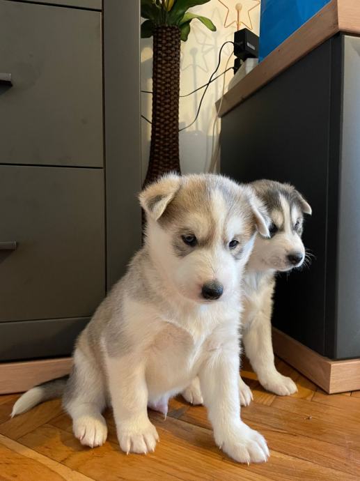 Sibirski haski štenci