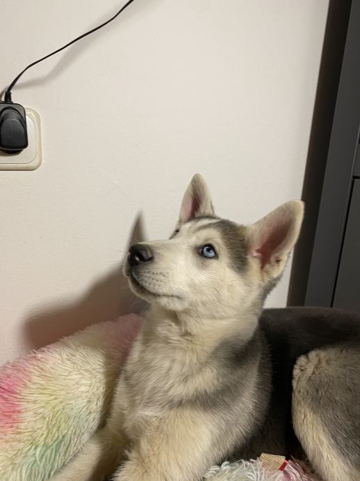 Sibirski haski štenci