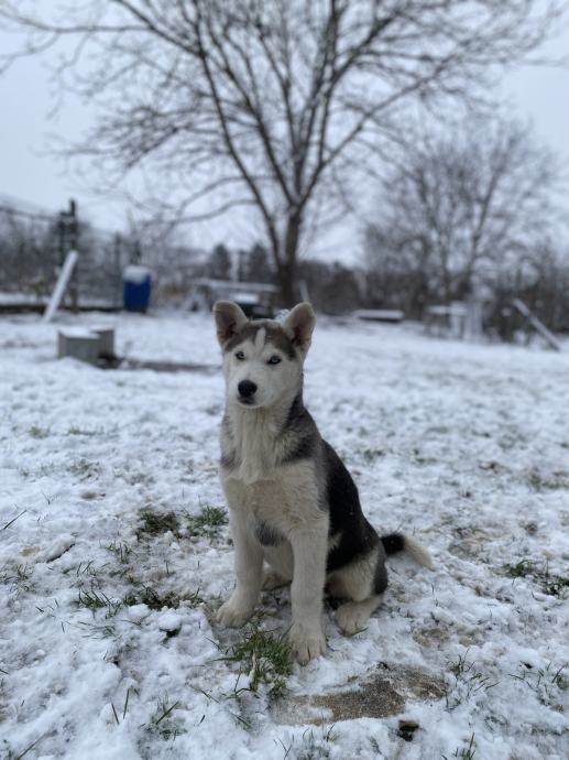 Sibirski haski štenci