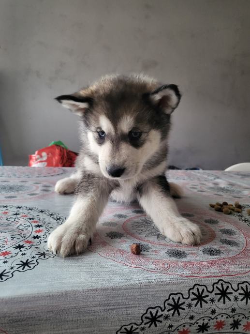 sibirski haski stenci