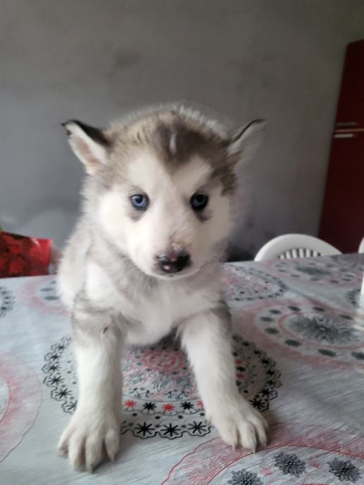 sibirski haski stenci