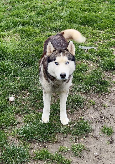 SIBIRSKI HASKI ŠTENCI