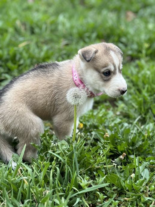 SIBIRSKI HASKI ŠTENCI