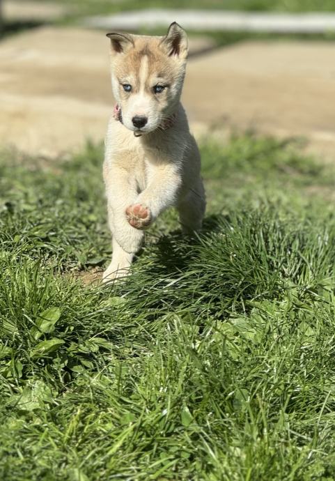 SIBIRSKI HASKI ŠTENCI