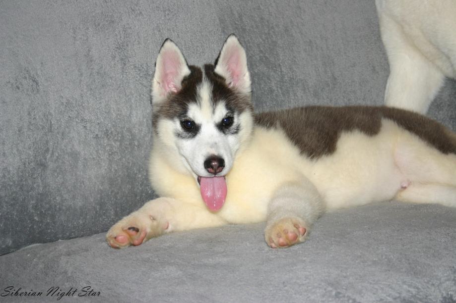 Sibirski haski štenci