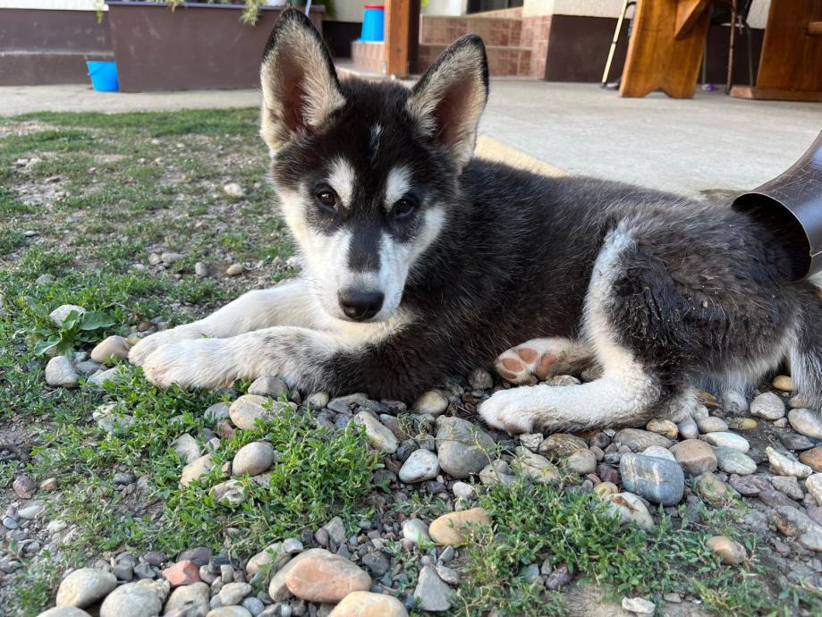 SIBIRSKI HASKI ŠTENCI