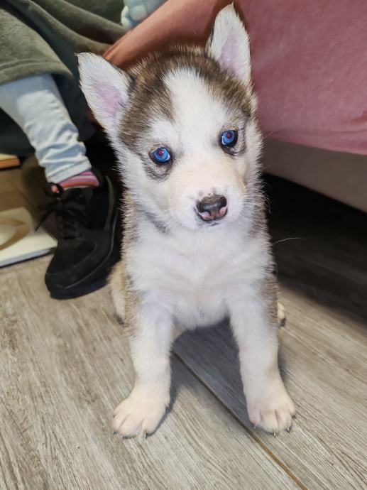 Sibirski haski štenci