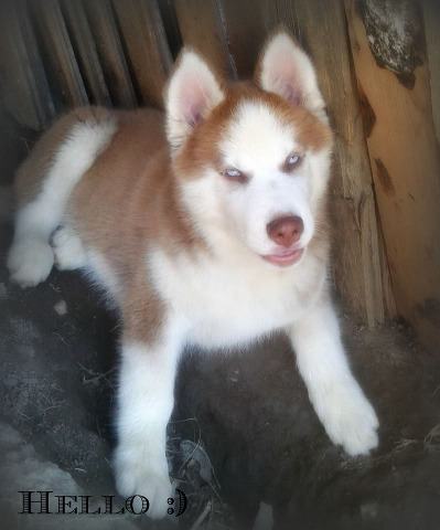 SIBIRSKI HASKI - stene odlicnog pedigrea