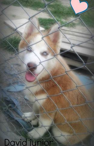 SIBIRSKI HASKI - stene odlicnog pedigrea