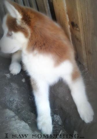 SIBIRSKI HASKI - stene odlicnog pedigrea