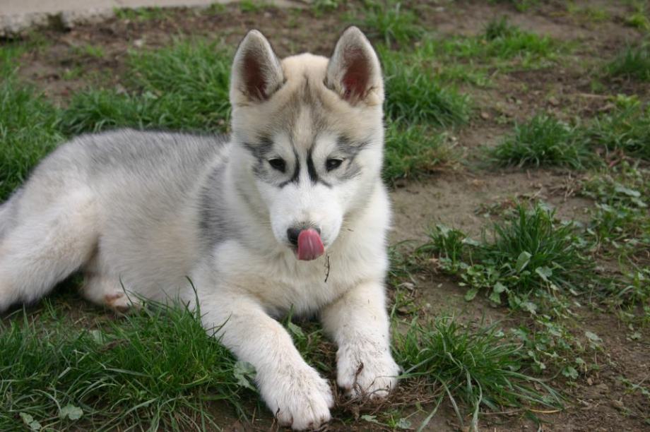 Sibirski haski štene