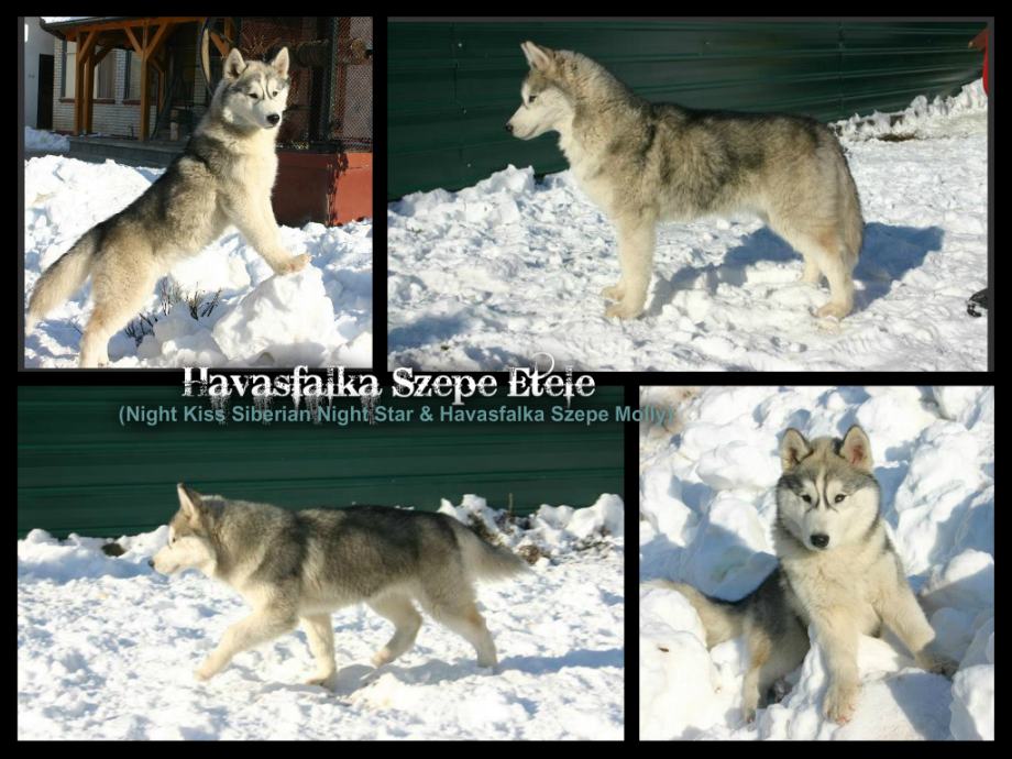 Sibirski haski štene