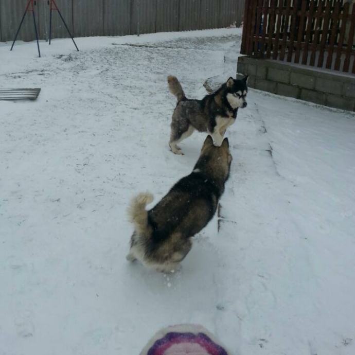 Sibirski haski štene