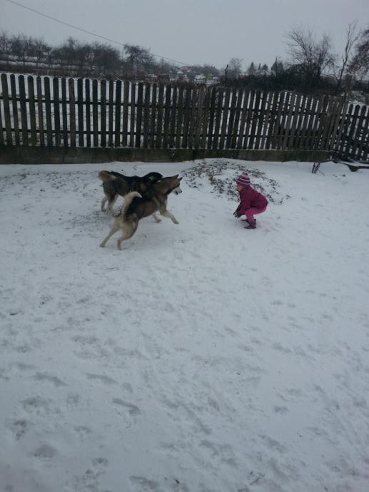 Sibirski haski štene