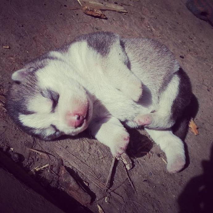 Sibirski haski štene