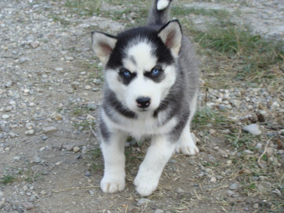 Sibirski Haski štenci