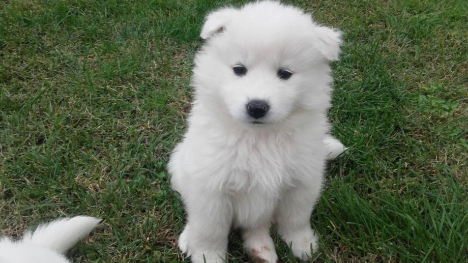 Sibirski samojed štenci