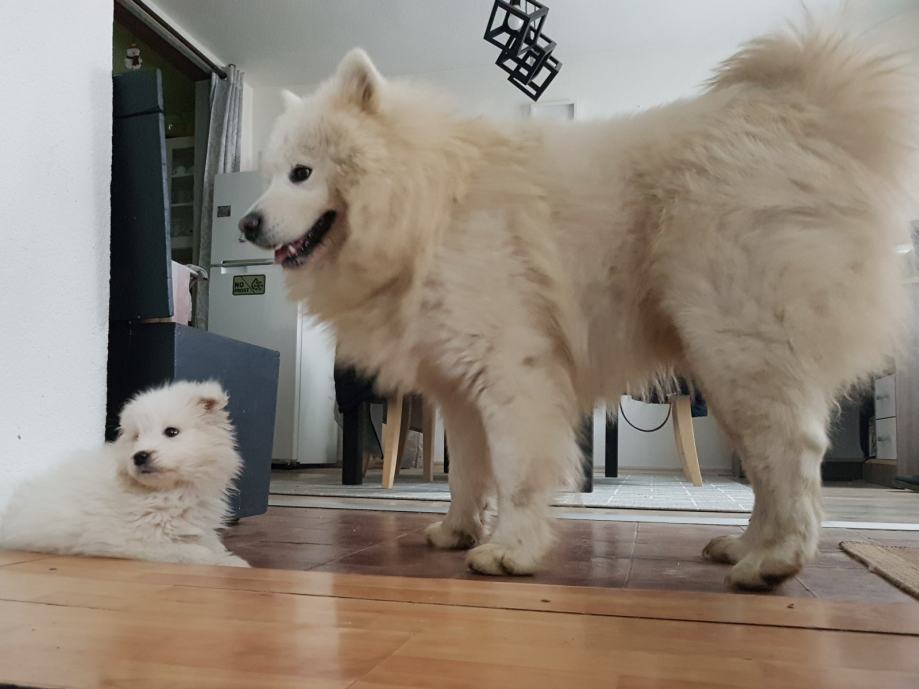 Sibirski samojed stene
