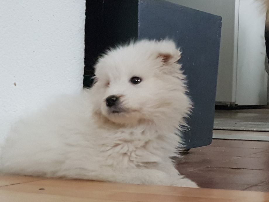 Sibirski samojed stene