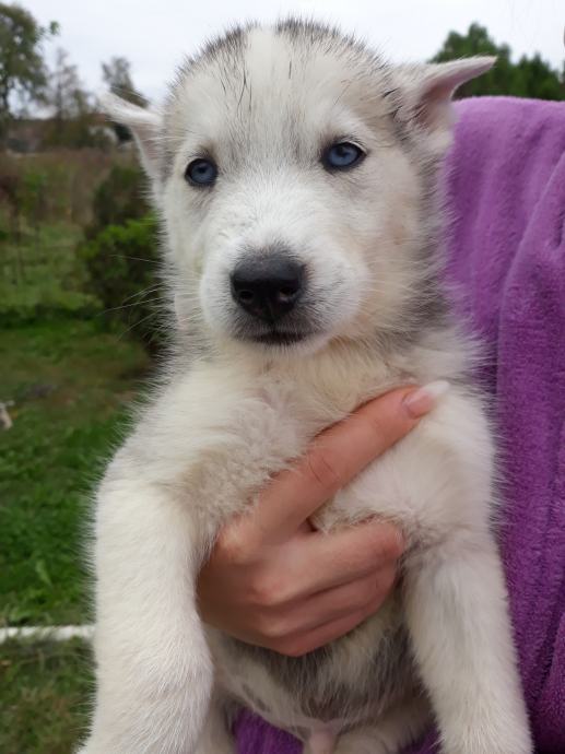 Sibirsky hasky stenci