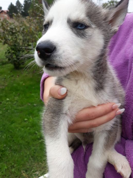 Sibirsky hasky stenci