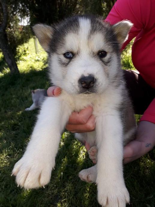 Sibirski haski stenci