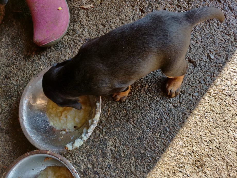Slovački kopov štenci --AKCIJA--