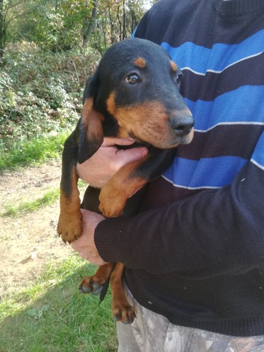 Slovački kopov štenci