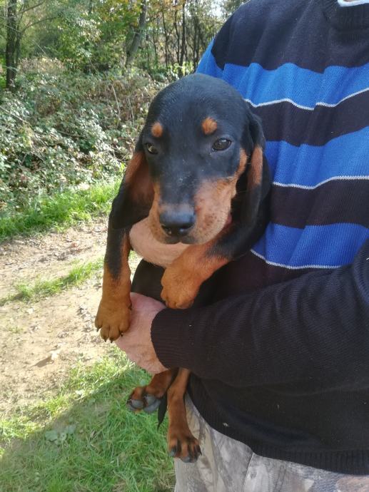 Slovački kopov štenci