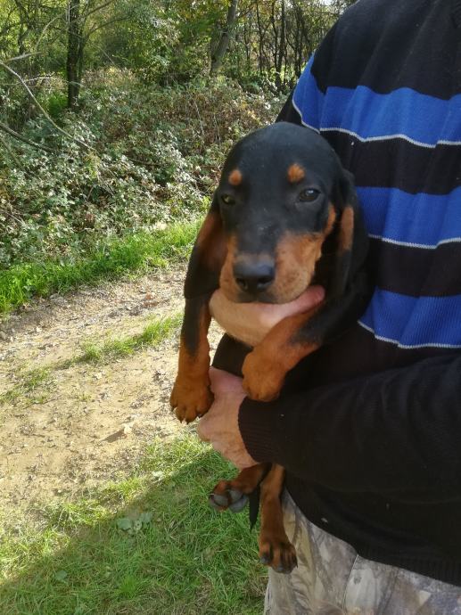 Slovački kopov štenci