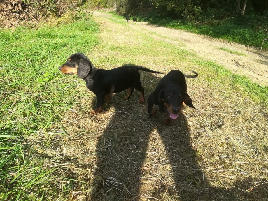 Slovački kopov štenci