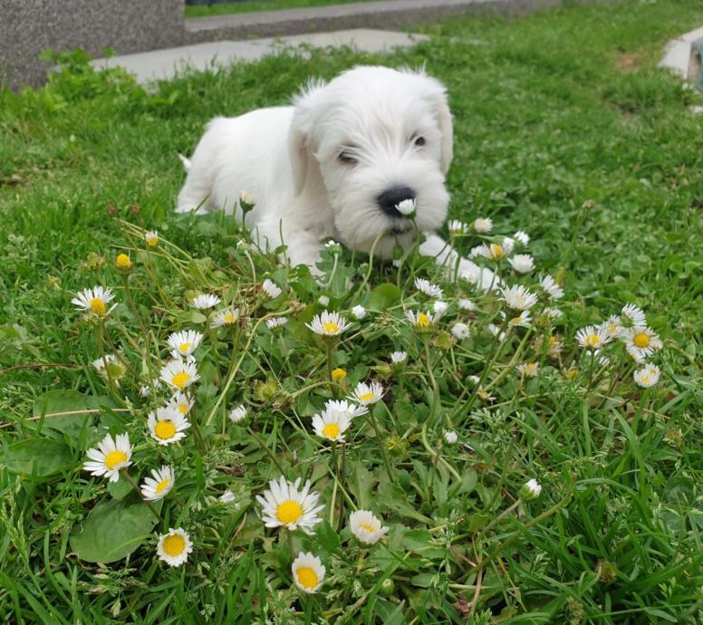 Šnaucer patuljasti bijeli