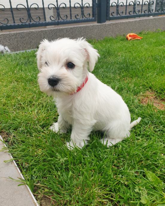 Šnaucer patuljasti bijeli