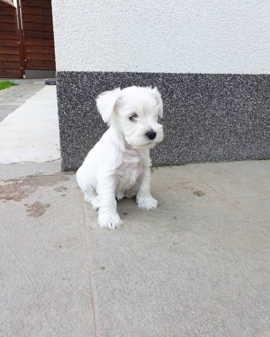 Šnaucer patuljasti bijeli