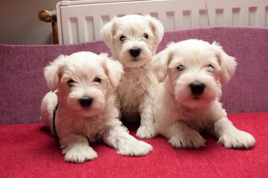 Šnaucer patuljasti bijeli