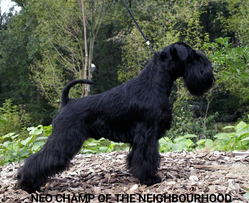 ŠNAUCER PATULJASTI CRNI