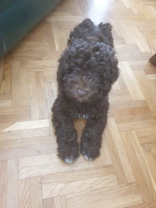 Španjolski vodeni pas