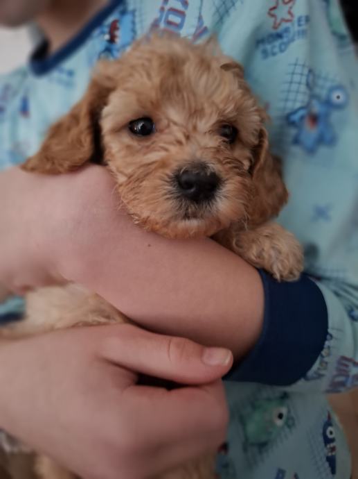 Srednja/mini pudla - apricot/crveno leglo