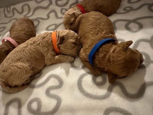 Srednja pudla apricot